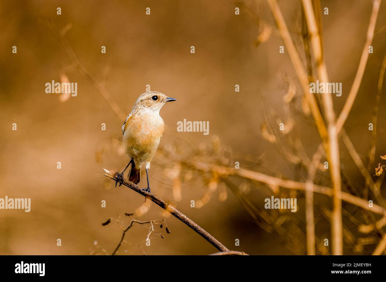 Stejnegers stonechat hi-res stock photography and images - Alamy
