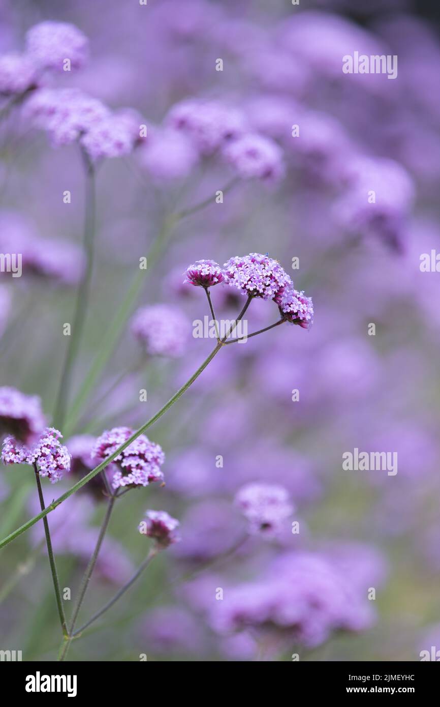 Verena bonariensis hi-res stock photography and images - Alamy