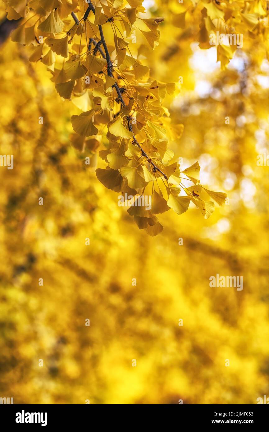 Gingko tree leaves Stock Photo - Alamy