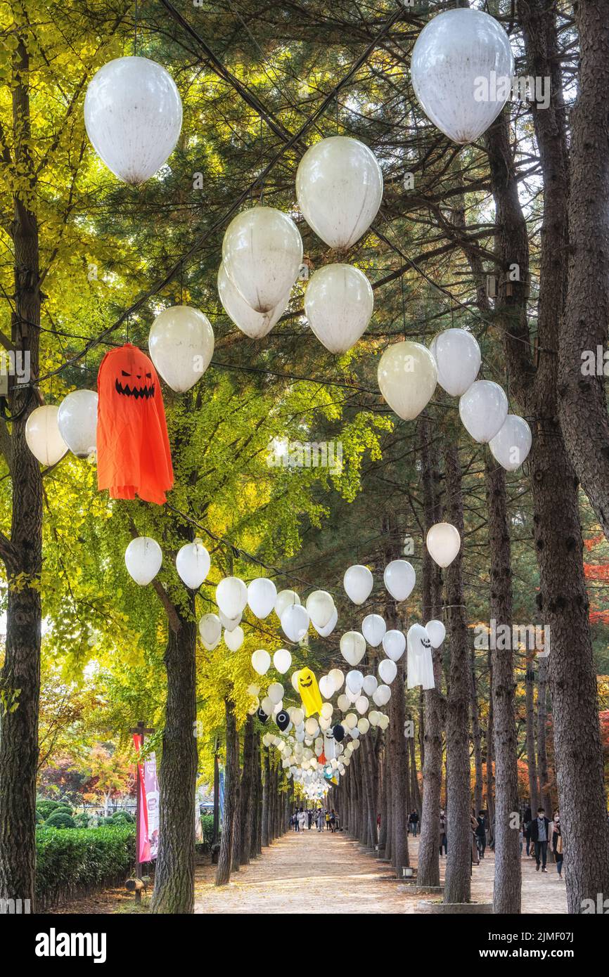 Central Korean Pine Tree Lane Stock Photo - Alamy