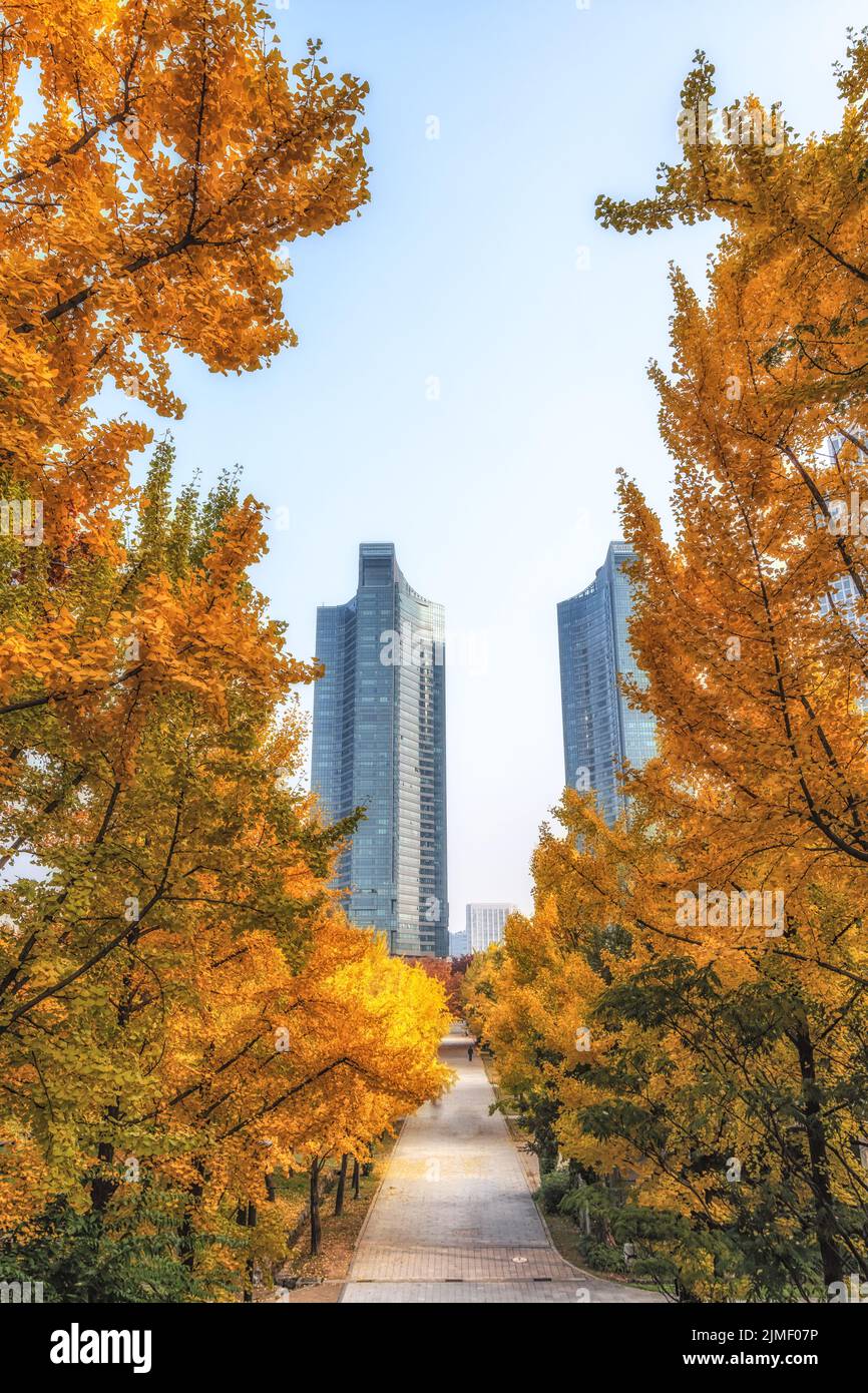 Seoul Forest Gingko tree lane Stock Photo - Alamy