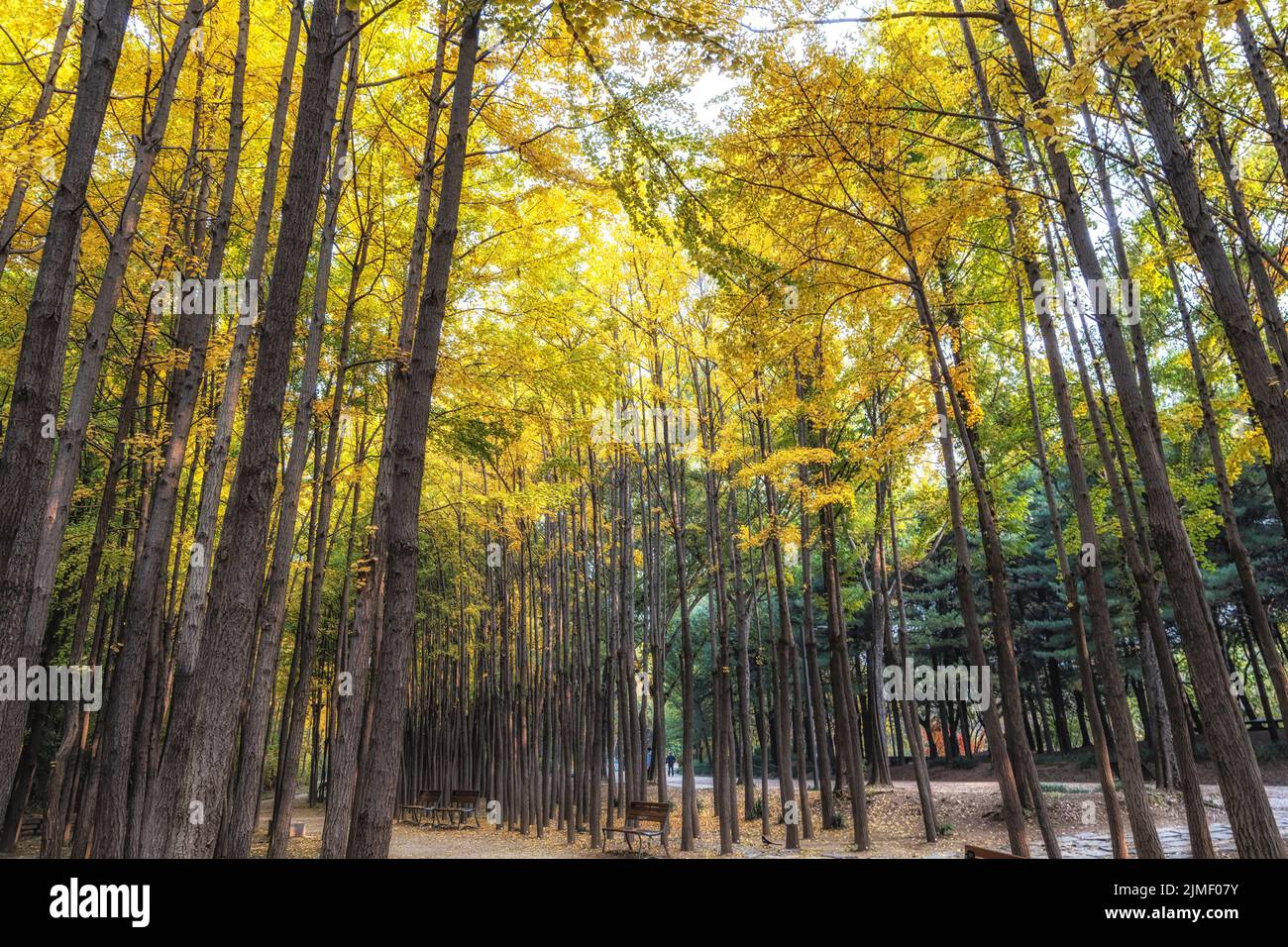 Ginkgo Tree Forest Stock Photo - Alamy
