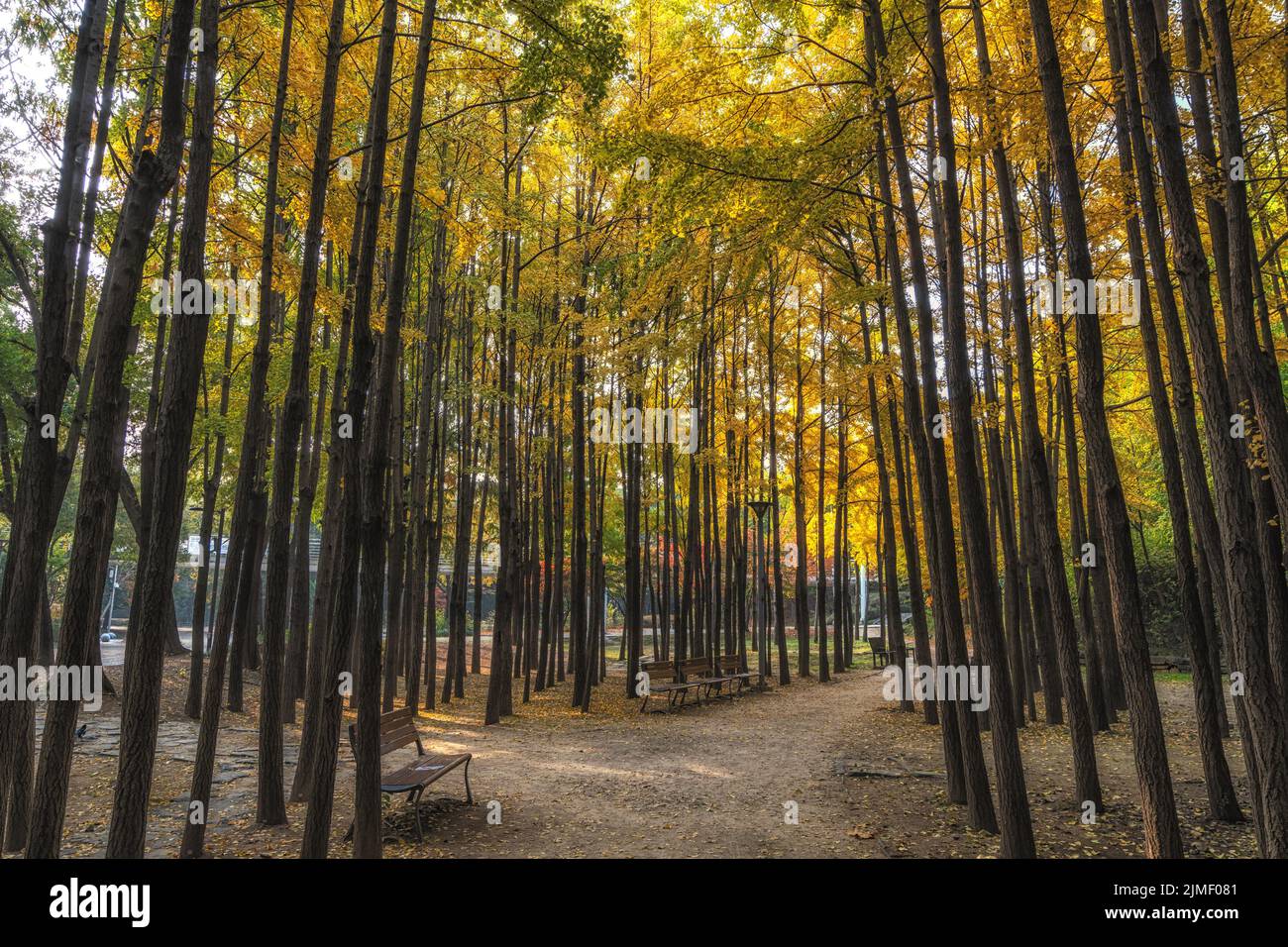 Ginkgo tree lined hi-res stock photography and images - Alamy
