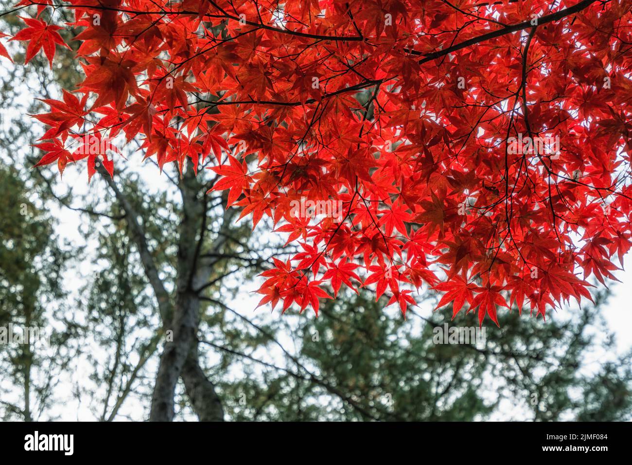 Red maple tree foliage Stock Photo - Alamy