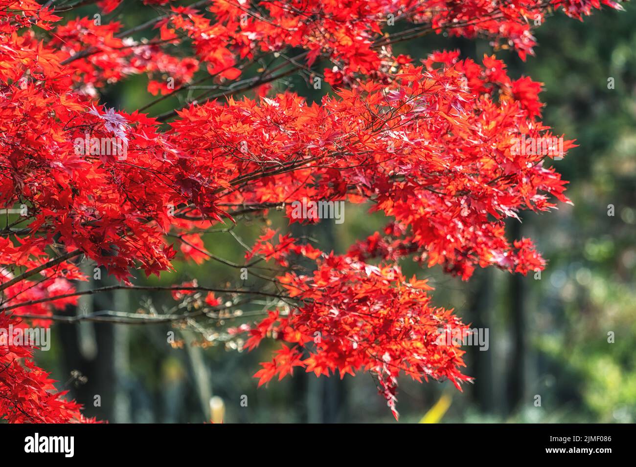 Red maple tree foliage Stock Photo - Alamy