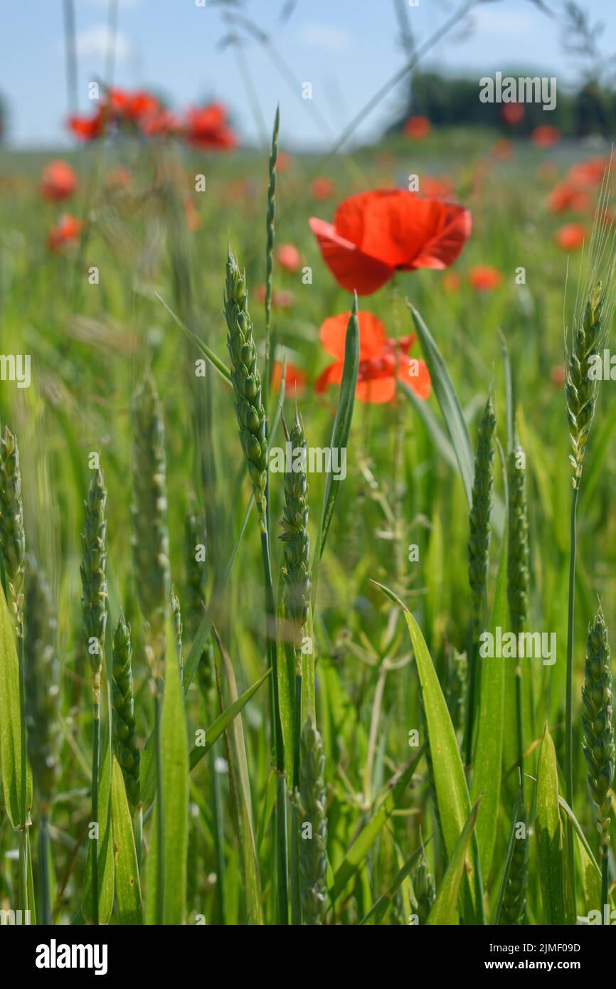 Fresh green barley wheat spikes with red poppies in background Stock ...