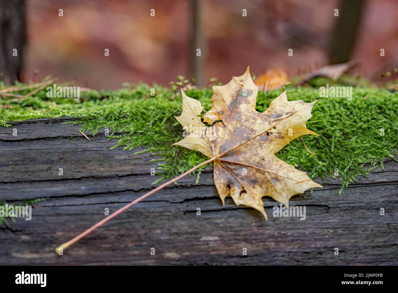 Foliage leaf hi-res stock photography and images - Alamy