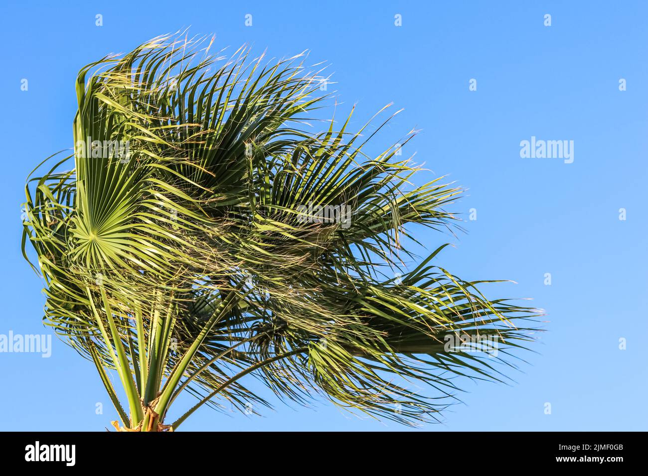 Palm tree in the wind on blue sky background. Summer holiday and tropical nature concept Stock ...