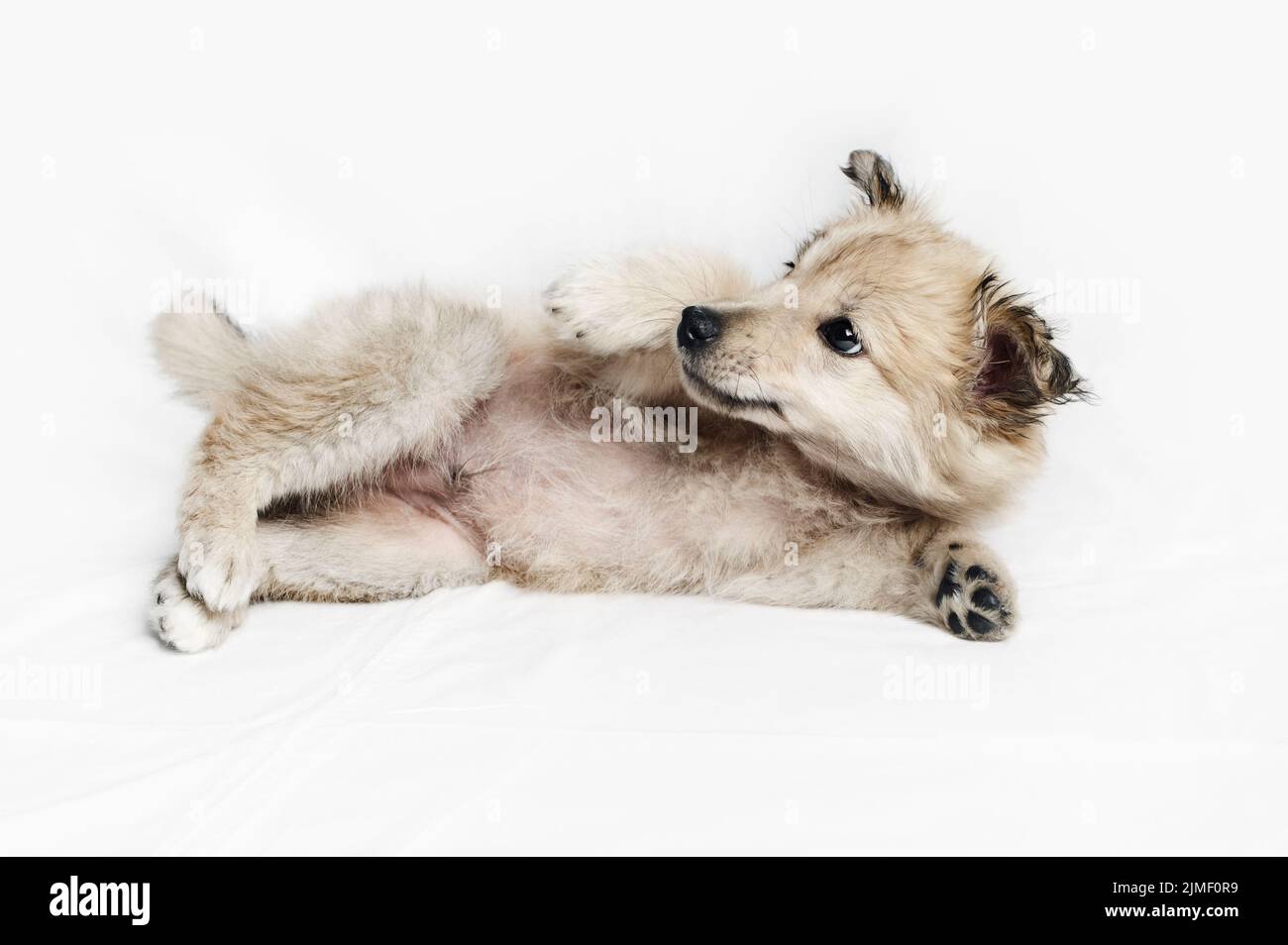 Funny little dog lying Cut Out Stock Images & Pictures - Alamy