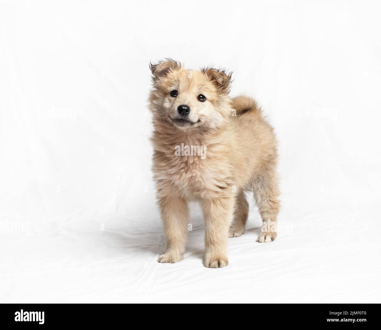Puppy dog standing Stock Photo - Alamy