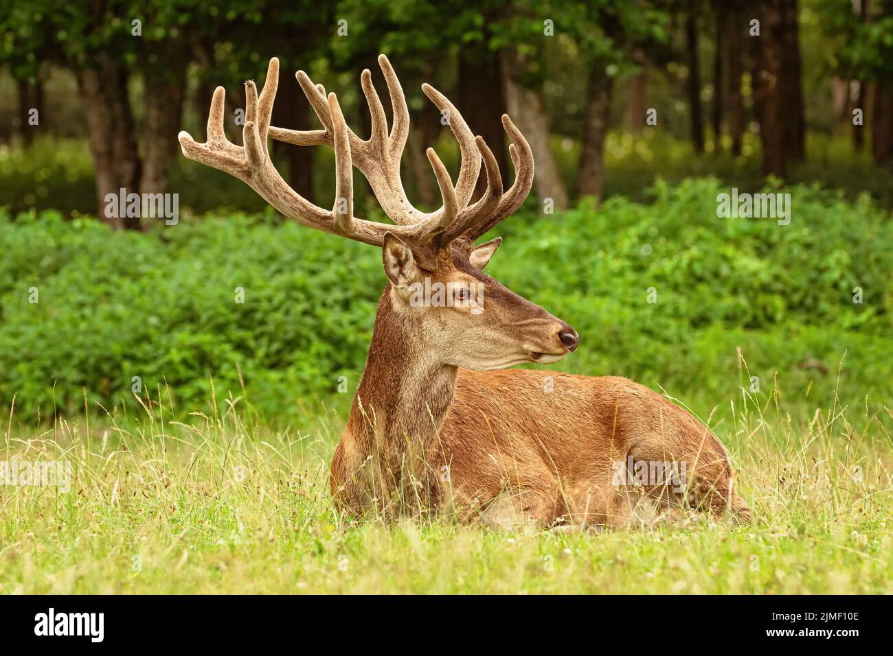 Deer with big horns Stock Photo - Alamy