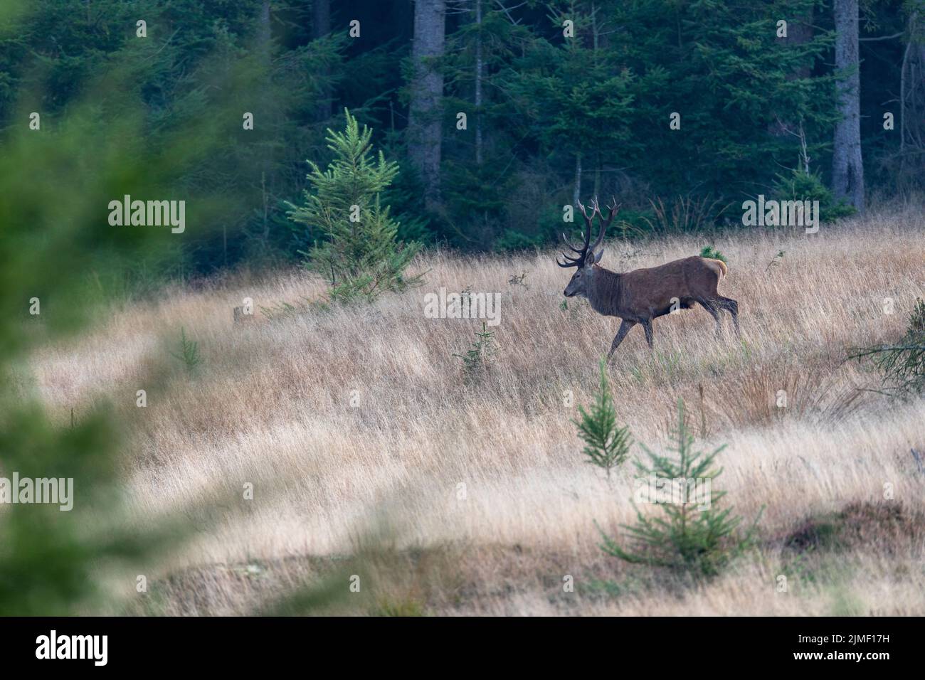 Red stag in the rut / Cervus elaphus Stock Photo - Alamy