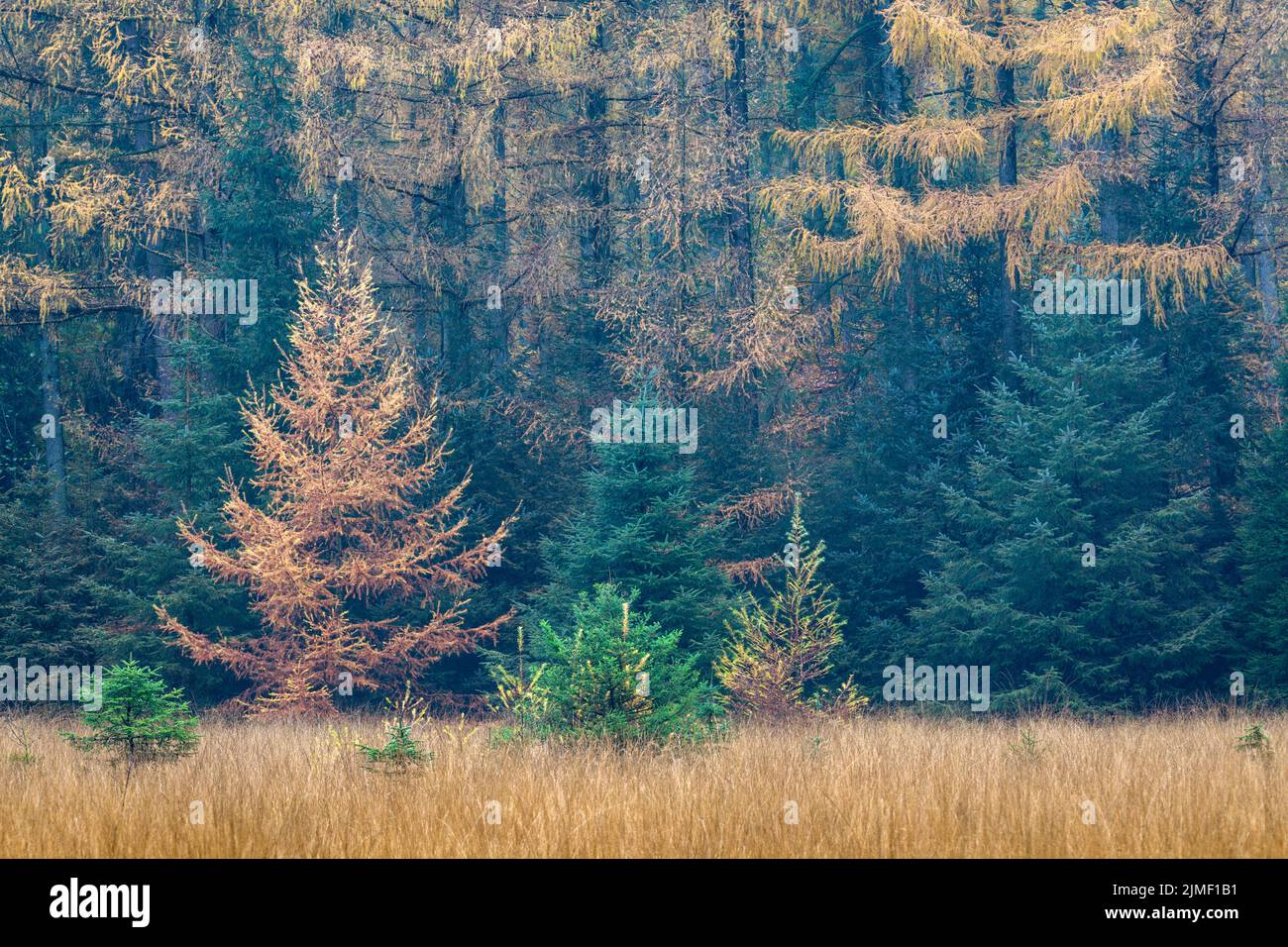 Larch forest in fall hi-res stock photography and images - Alamy