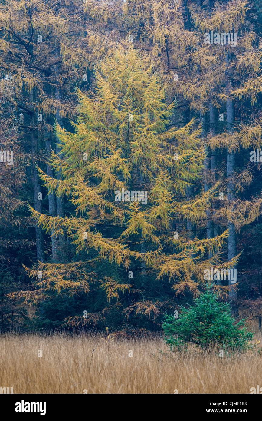Conifers larch forest tree hi-res stock photography and images - Alamy
