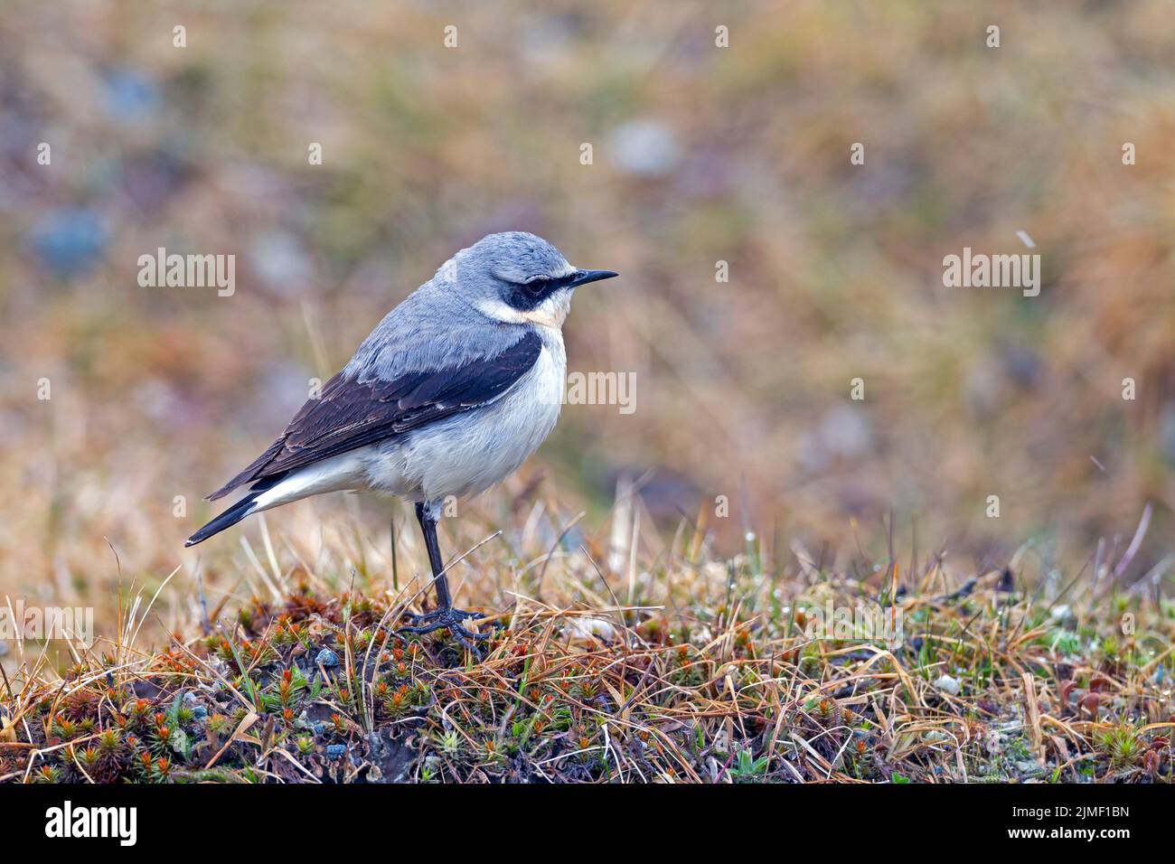 Male northern wheatear hi-res stock photography and images - Alamy