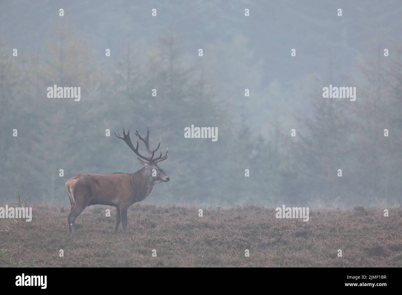 Klelund hi-res stock photography and images - Alamy