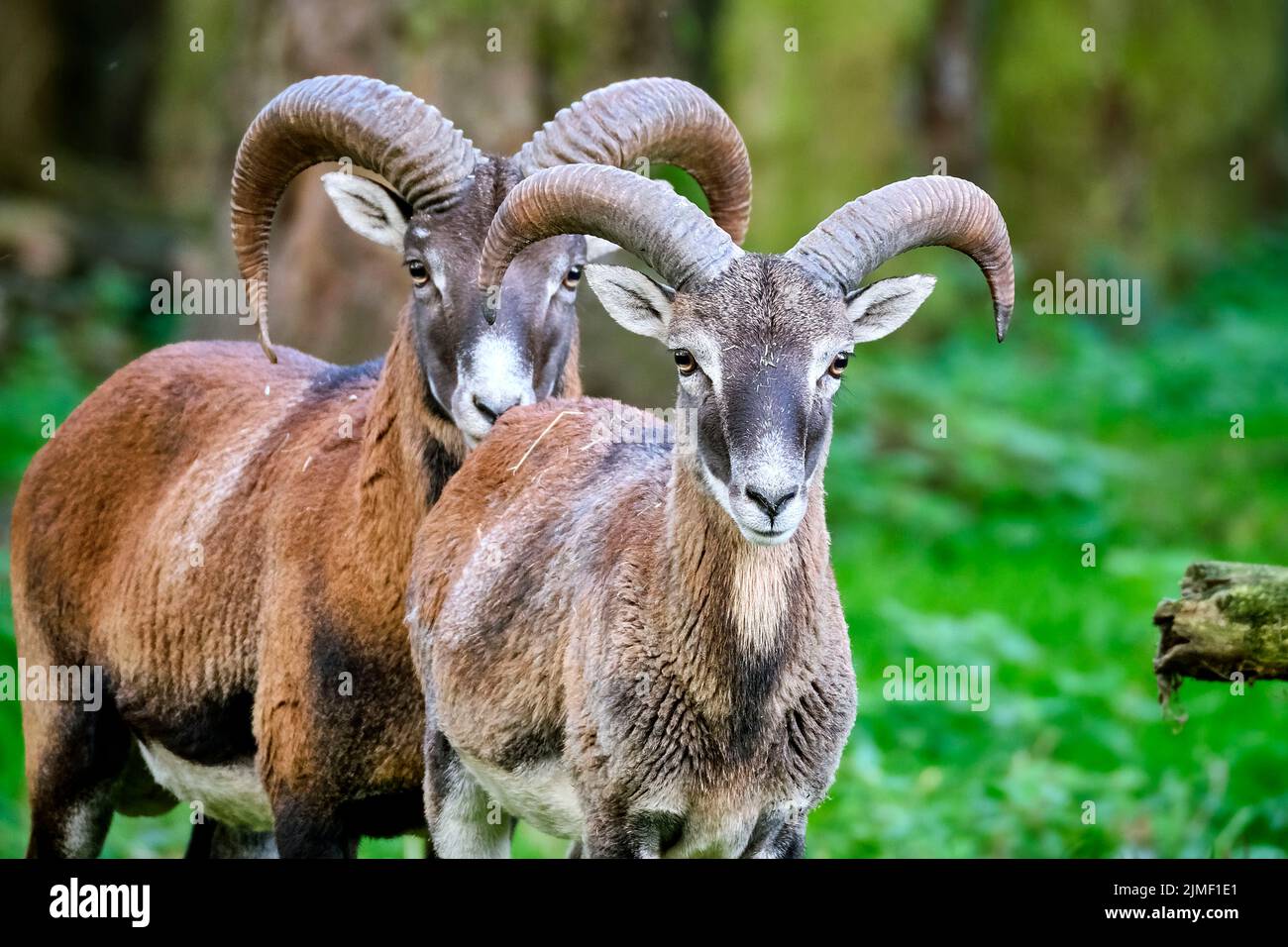 European mouflon (Ovis gmelini musimon Stock Photo - Alamy