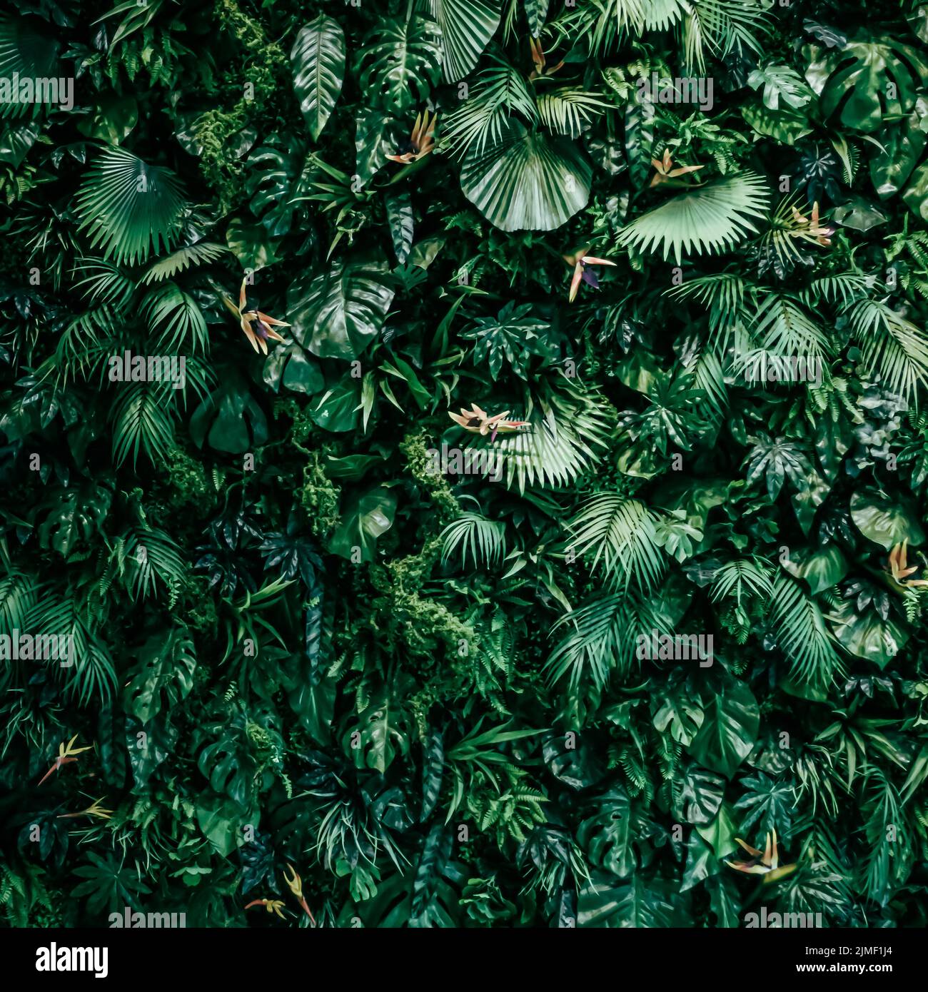 Tropical leaves as nature and environmental background, botanical ...