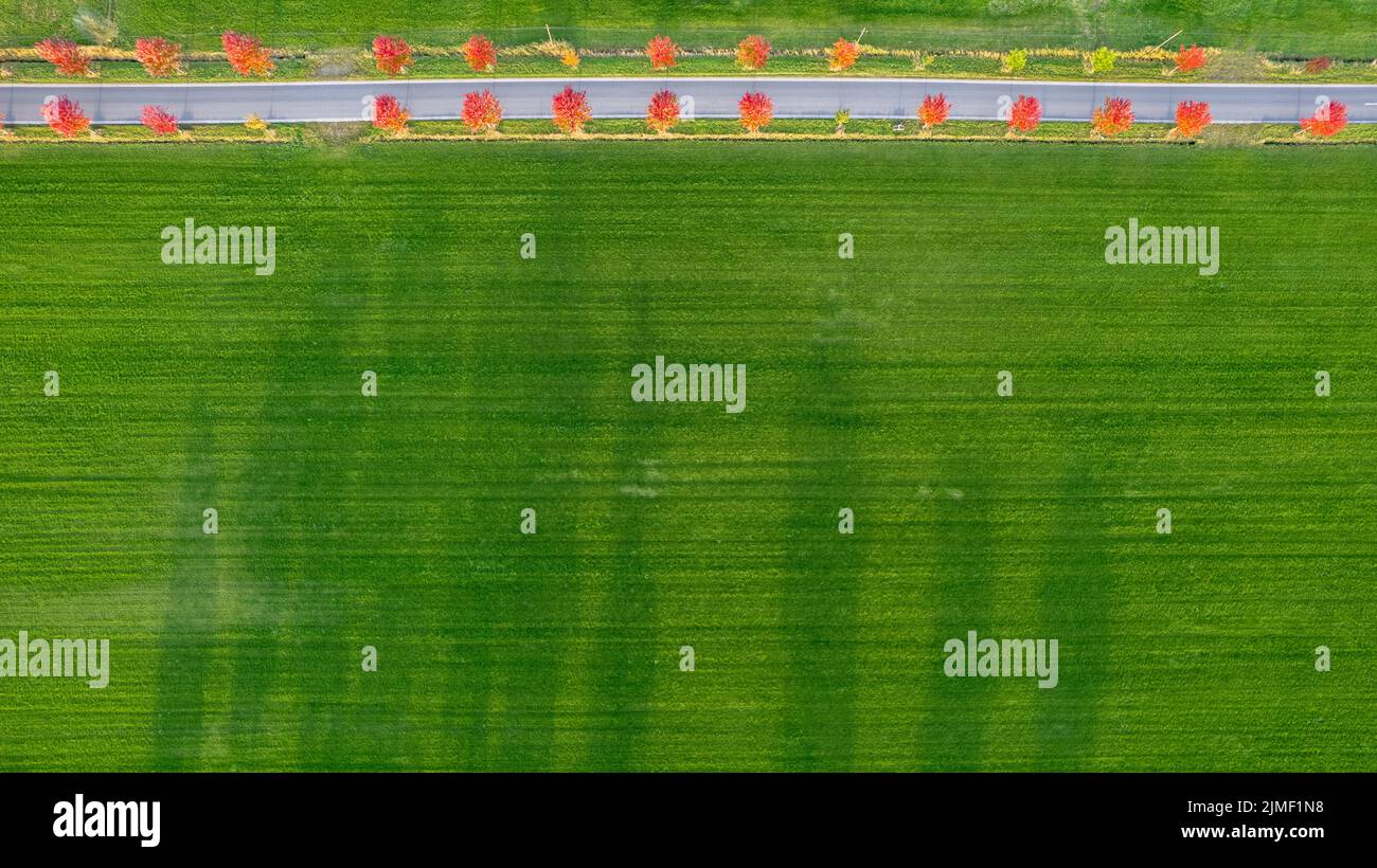 Drone looking down on a line of trees with red leaves on a road running ...