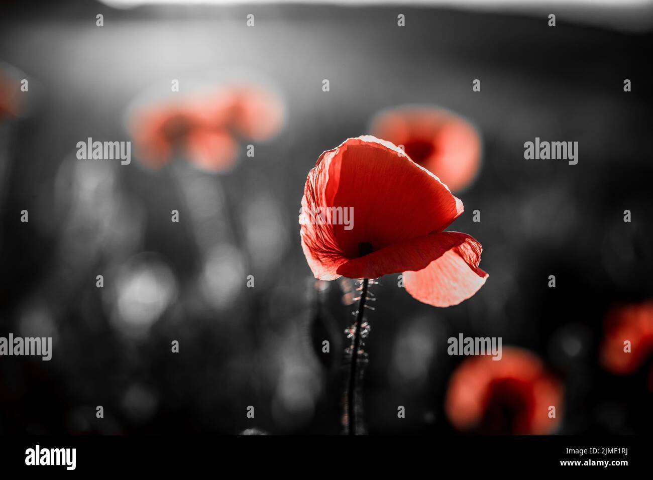 Wild poppy field - Armistice or Remembrance day background Stock Photo ...