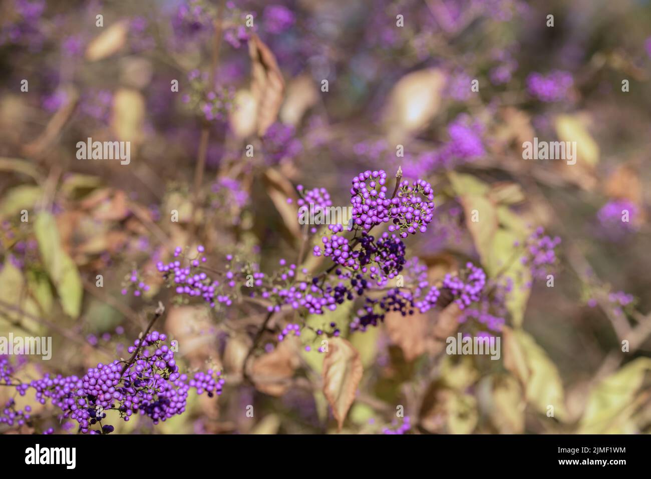 American beautiful fruit Stock Photo - Alamy