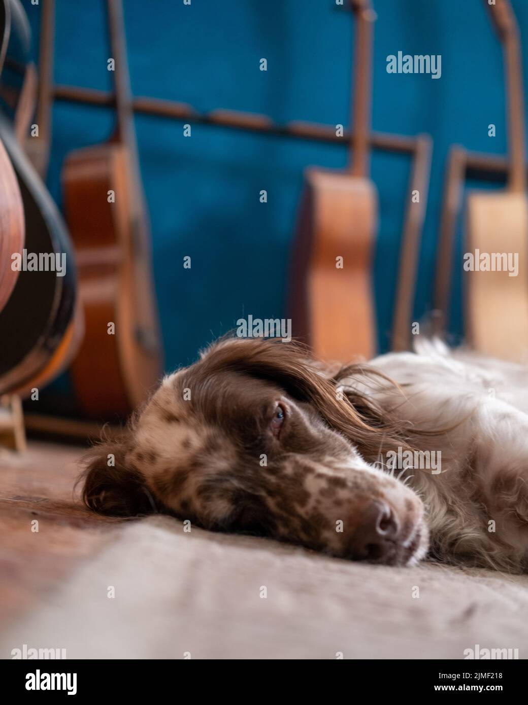 A selective of an English Setter sleeping on the floor of a music ...