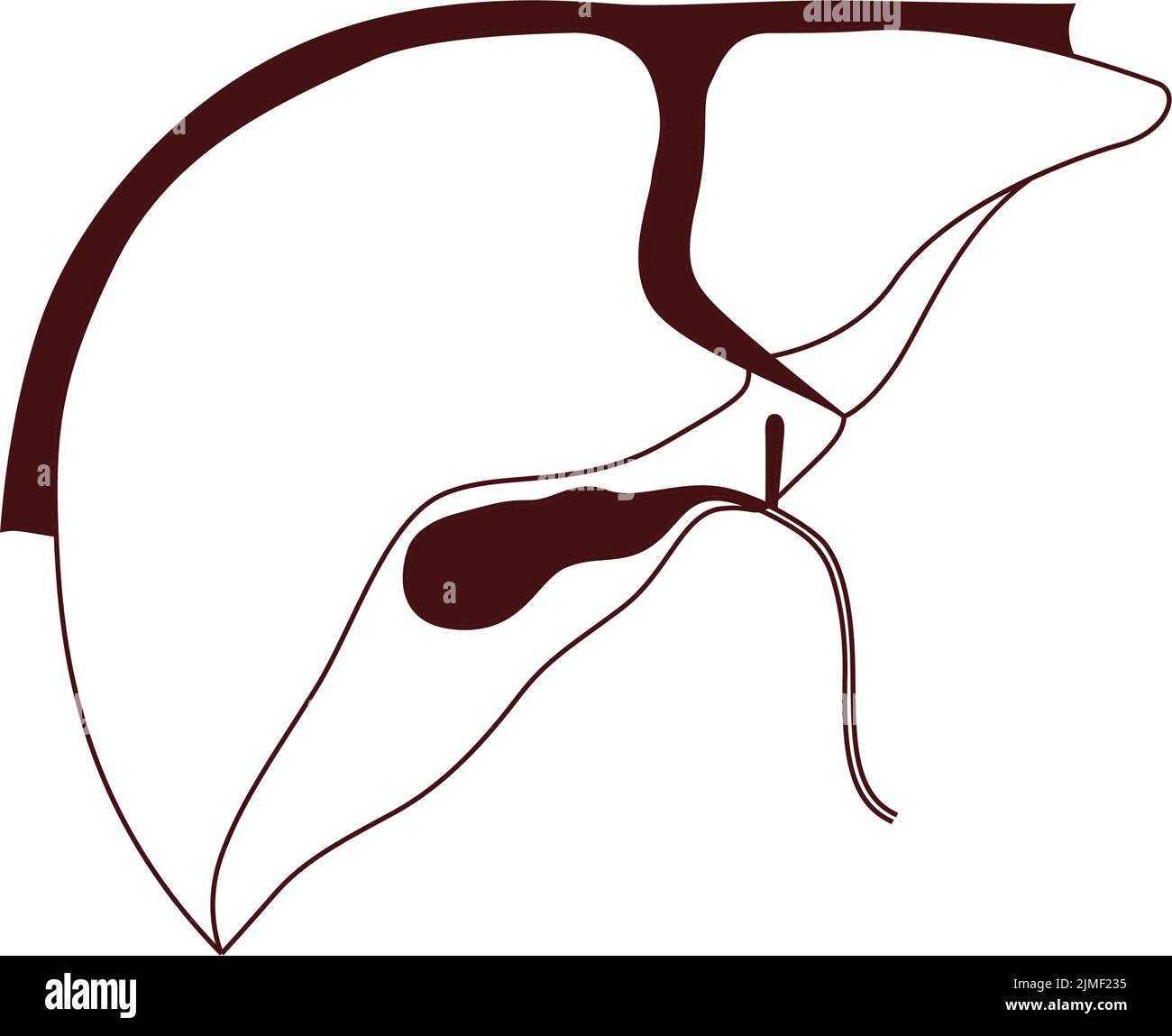 human liver diagram anatomy structure vector illustration Stock Vector ...