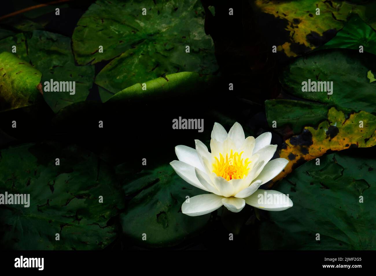 Single beautiful white water lily hi-res stock photography and images ...