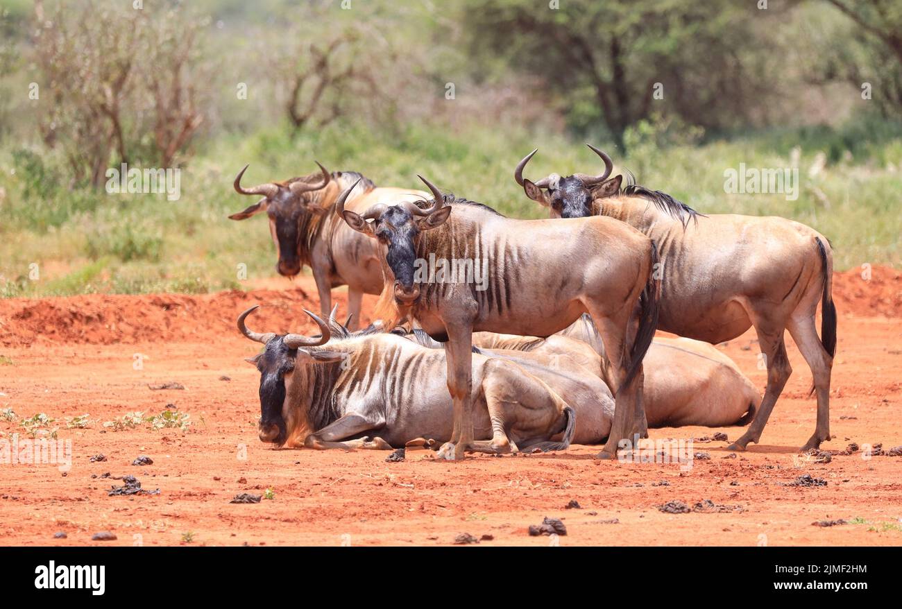 Wildbeast, Gnu in the Savannah of Kenya, Africa Stock Photo - Alamy