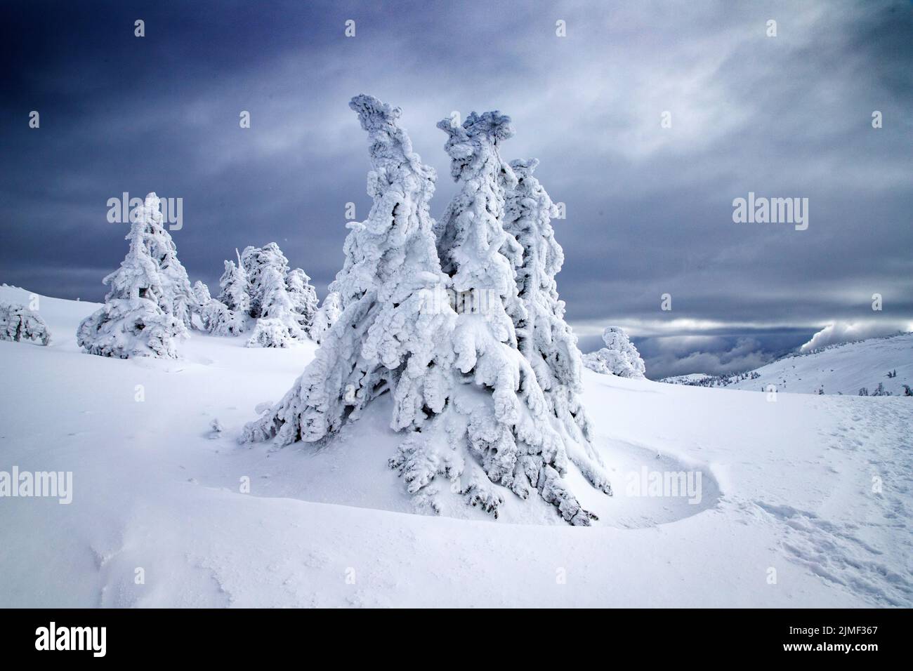 Tree clad hi-res stock photography and images - Alamy