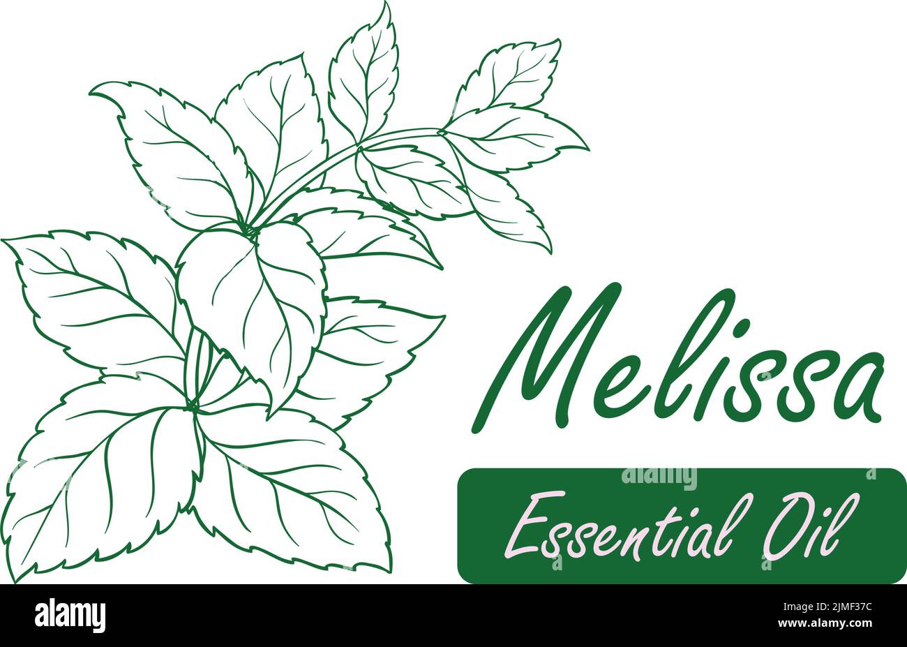 melissa essential oil branch line art illustration vector Stock Vector ...