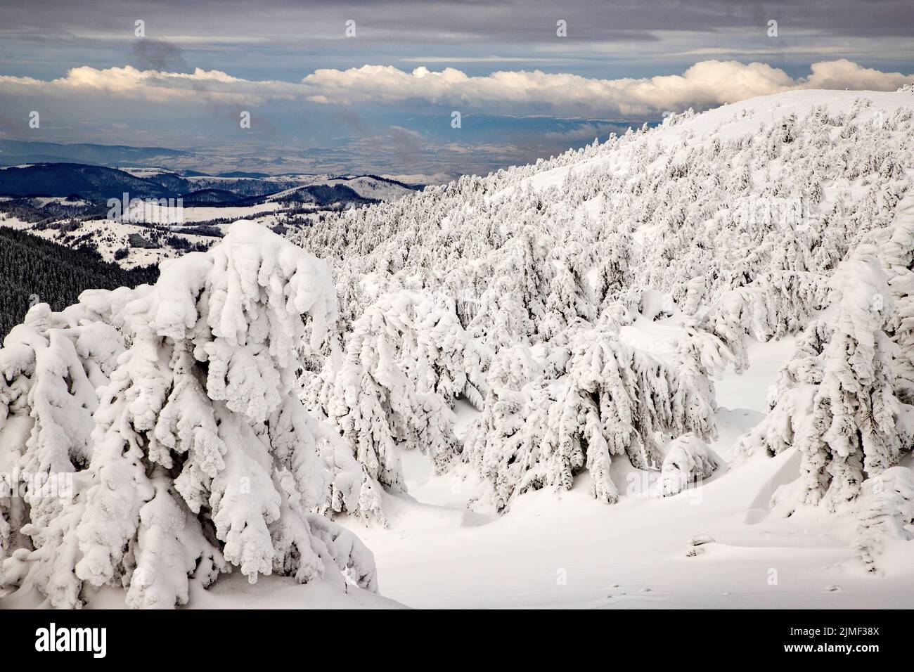 Magic winter landscape with snowy fir trees Stock Photo - Alamy