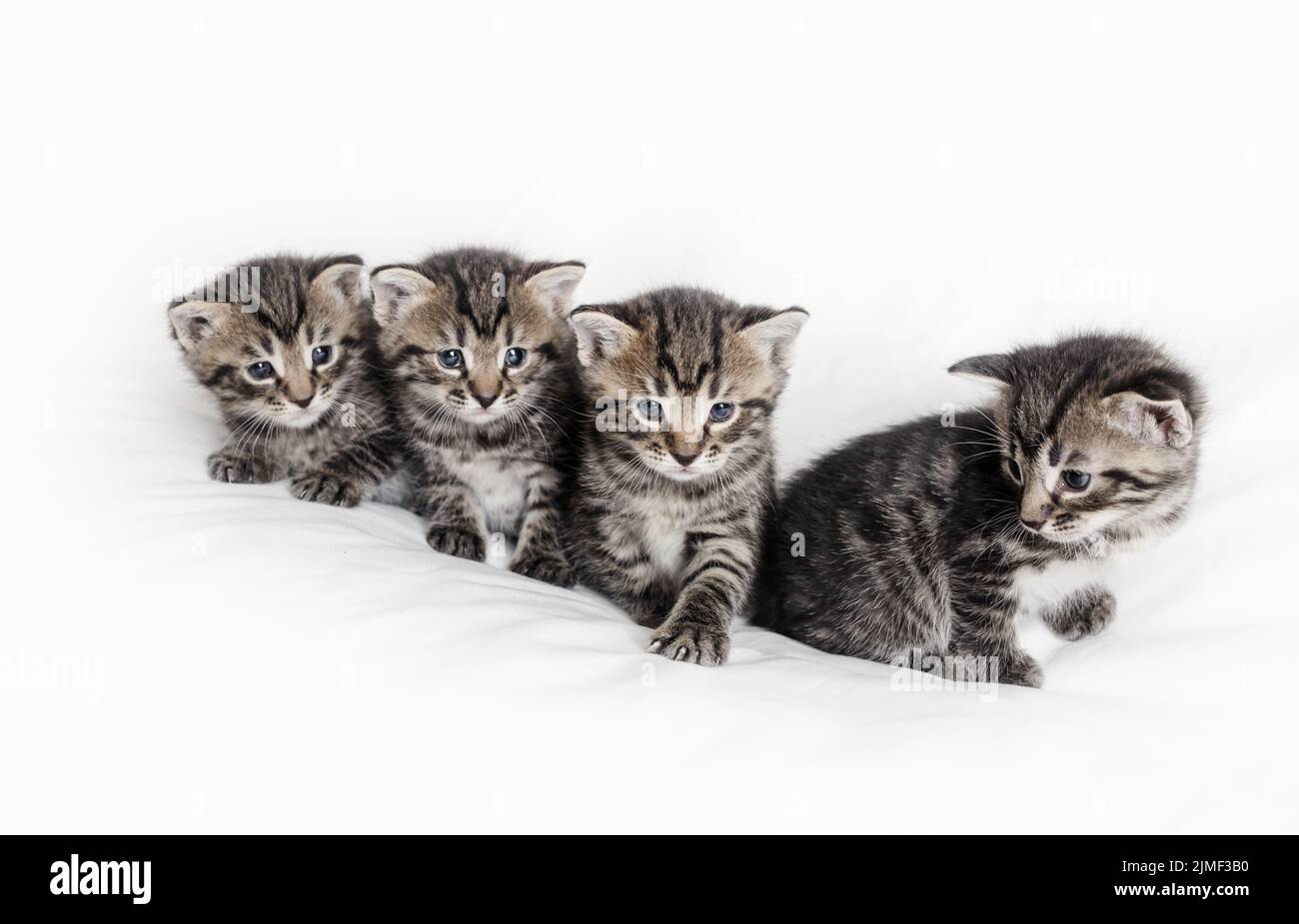 Young family cute little Cut Out Stock Images & Pictures - Alamy