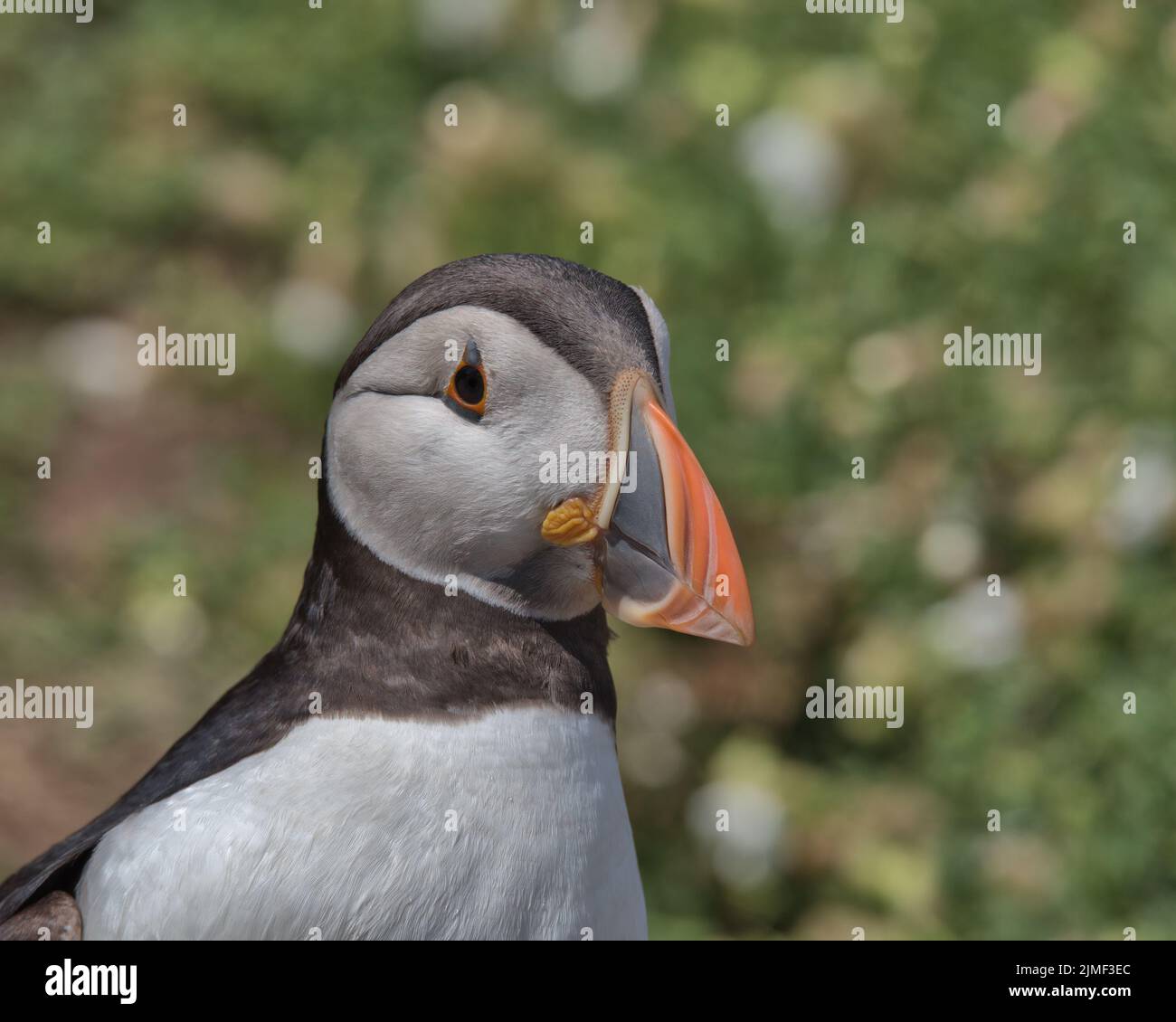 Atlantic puffin with chamomile flowers on Skomer Island Stock Photo - Alamy