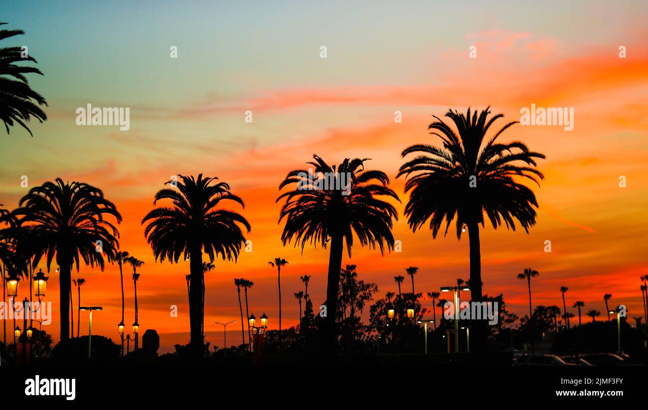 Tall palm trees with antique street lamps on an orange sunset ...