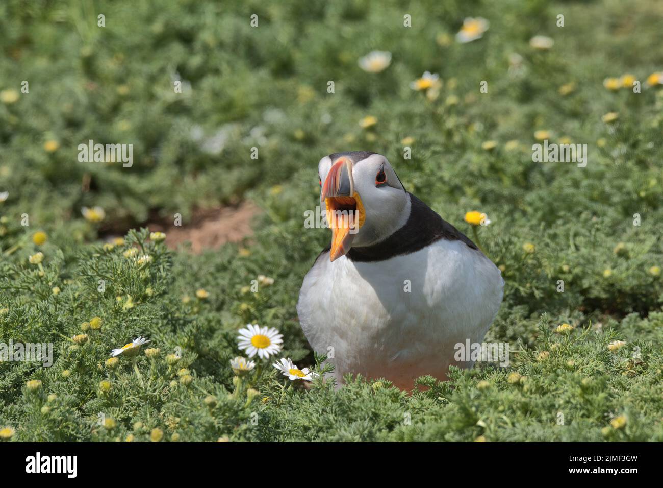 Atlantic puffin with chamomile flowers on Skomer Island Stock Photo - Alamy