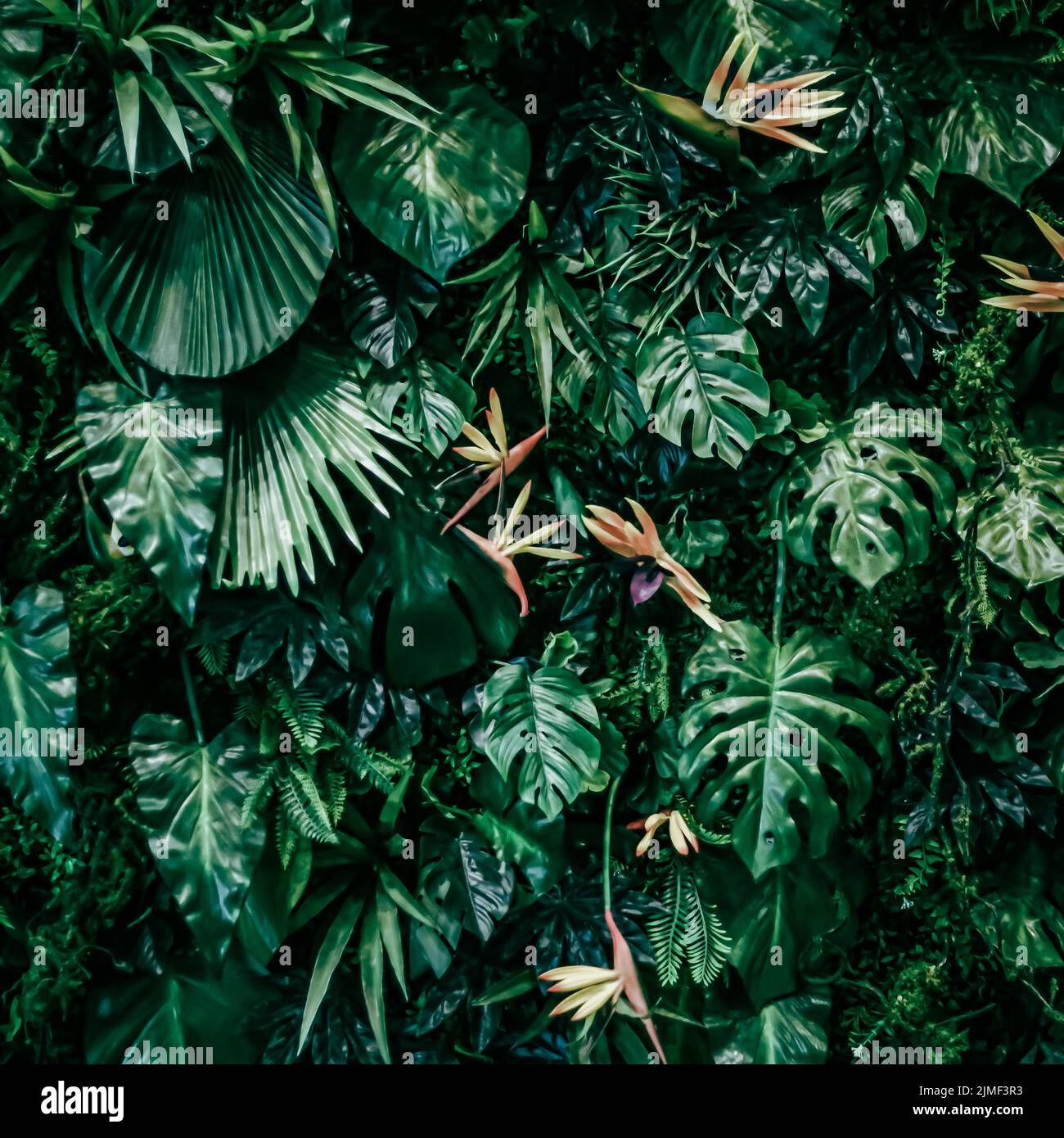 Tropical leaves as nature and environmental background, botanical ...