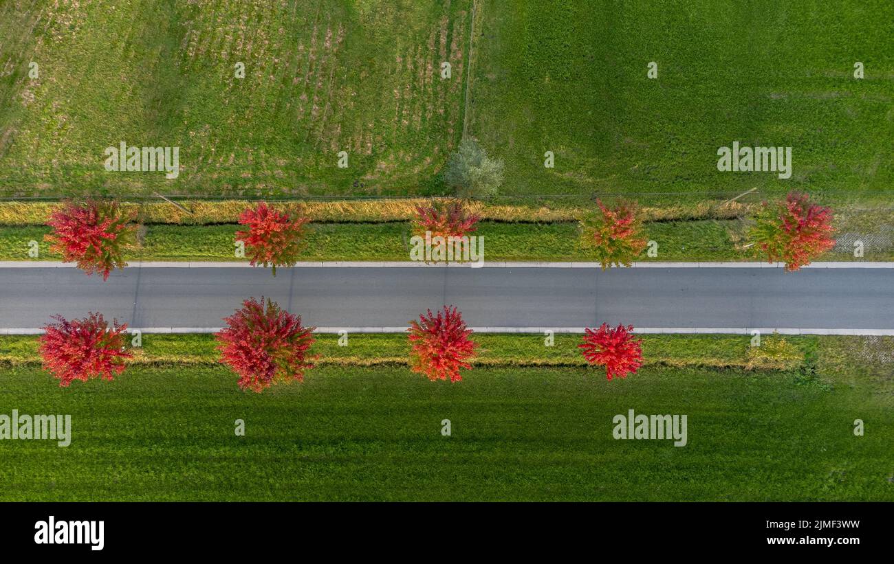 Red maple leaf on pathway hi-res stock photography and images - Alamy