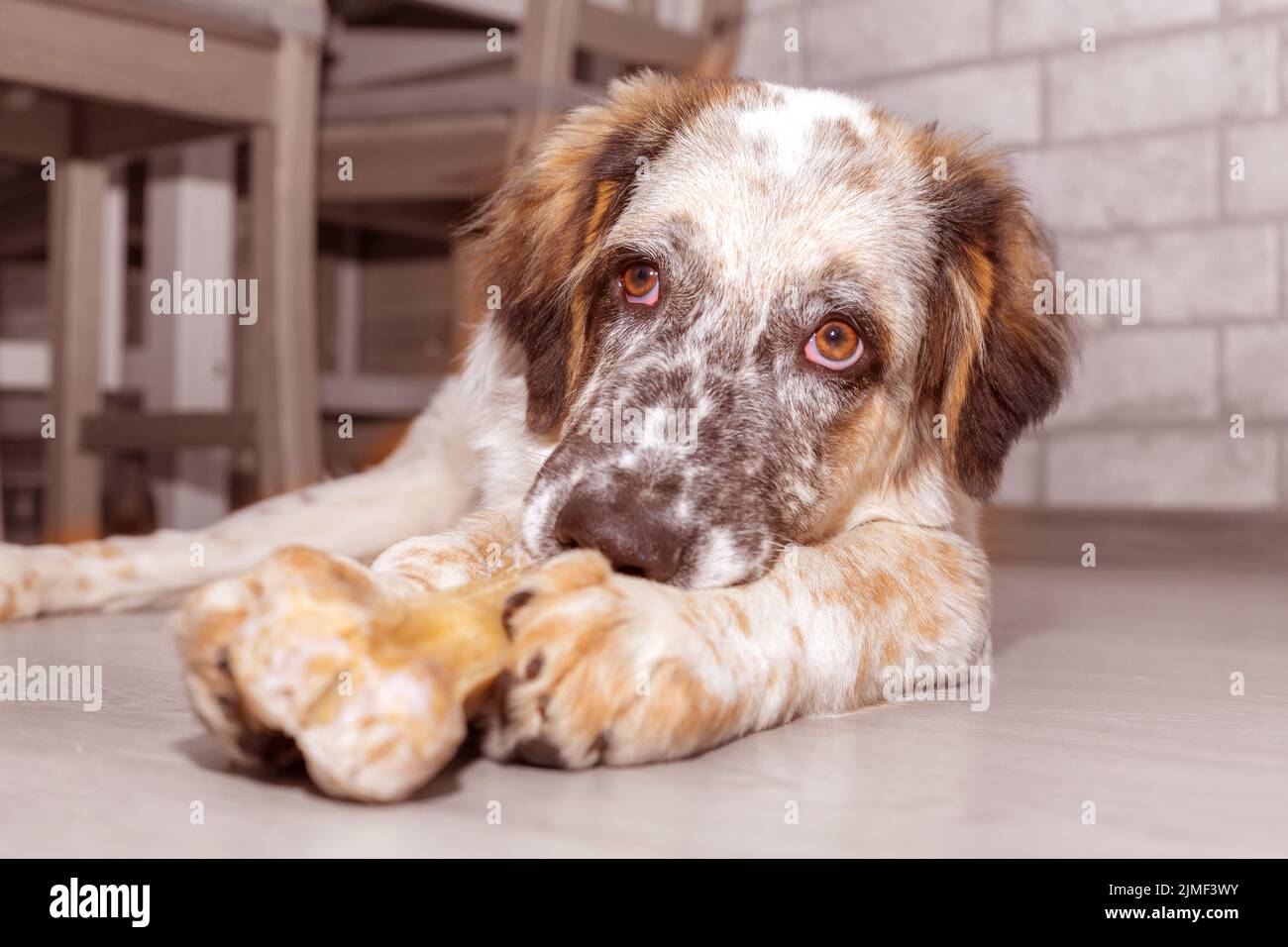 Cute dog breed bone hi-res stock photography and images - Alamy