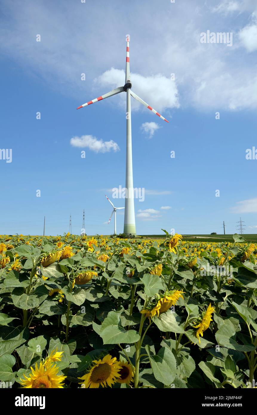 Austria, wind turbines in sunflower field, an alternative to ...