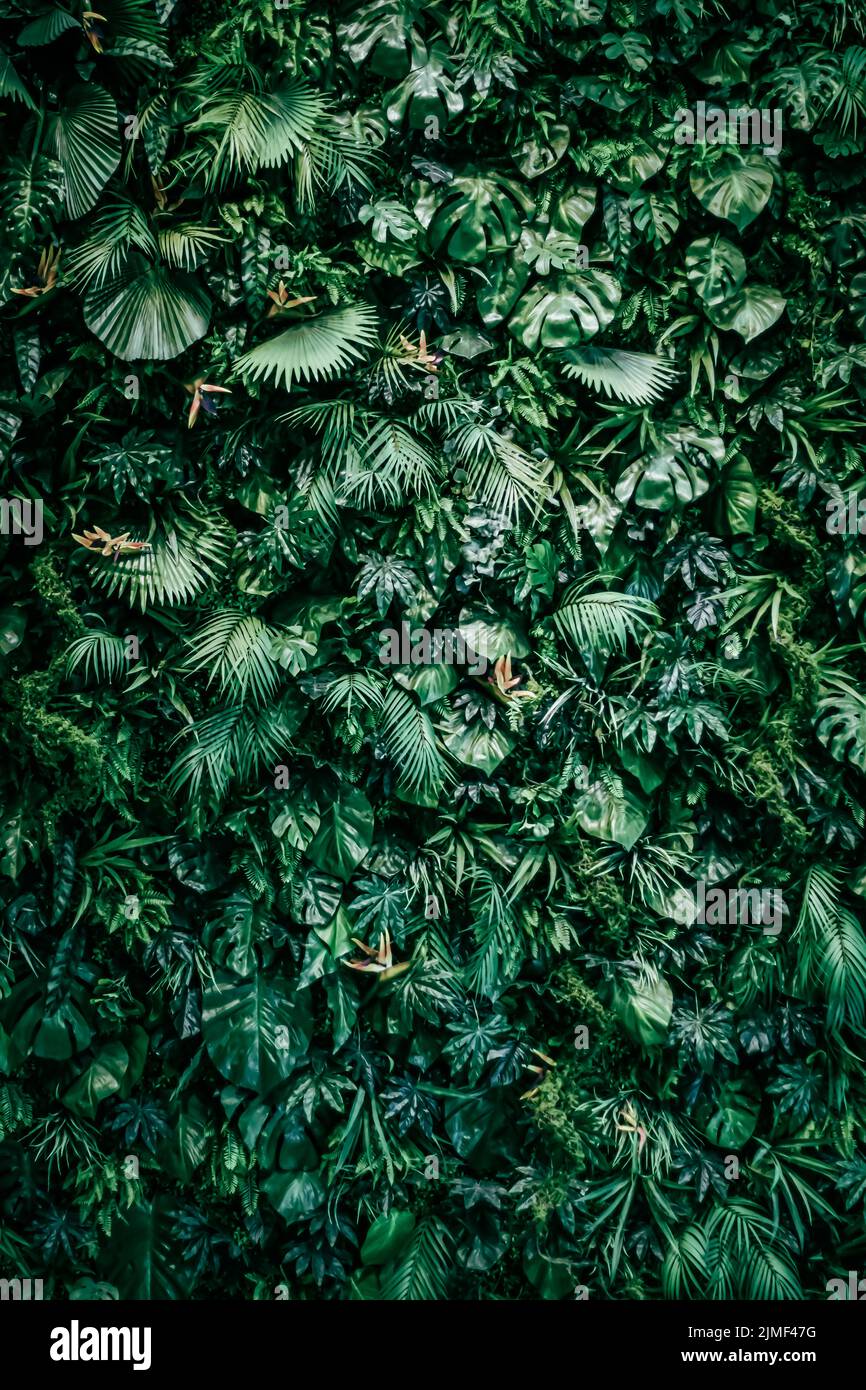 Tropical leaves as nature and environmental background, botanical ...