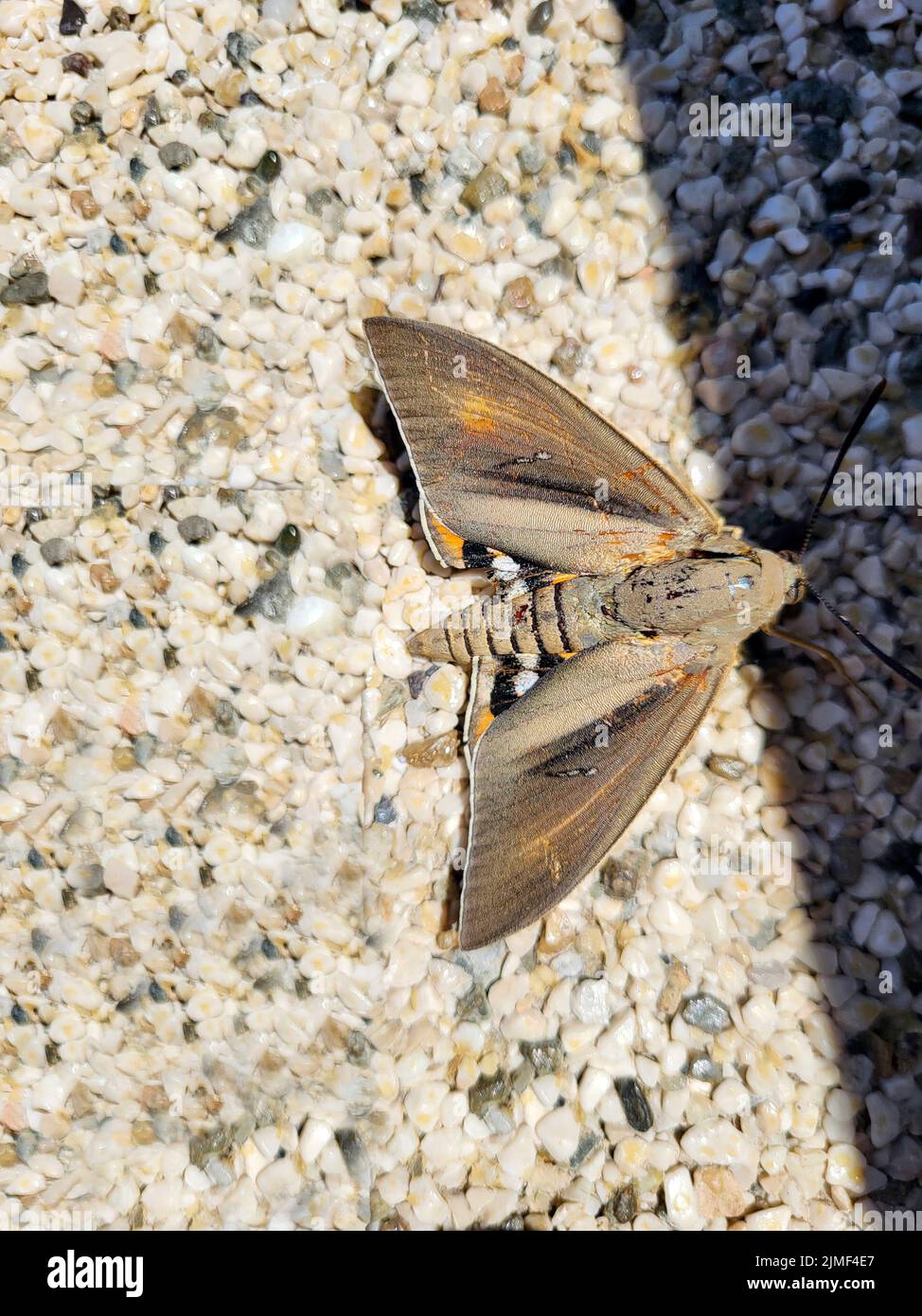 Greece, exotic butterfly palm moth Stock Photo - Alamy