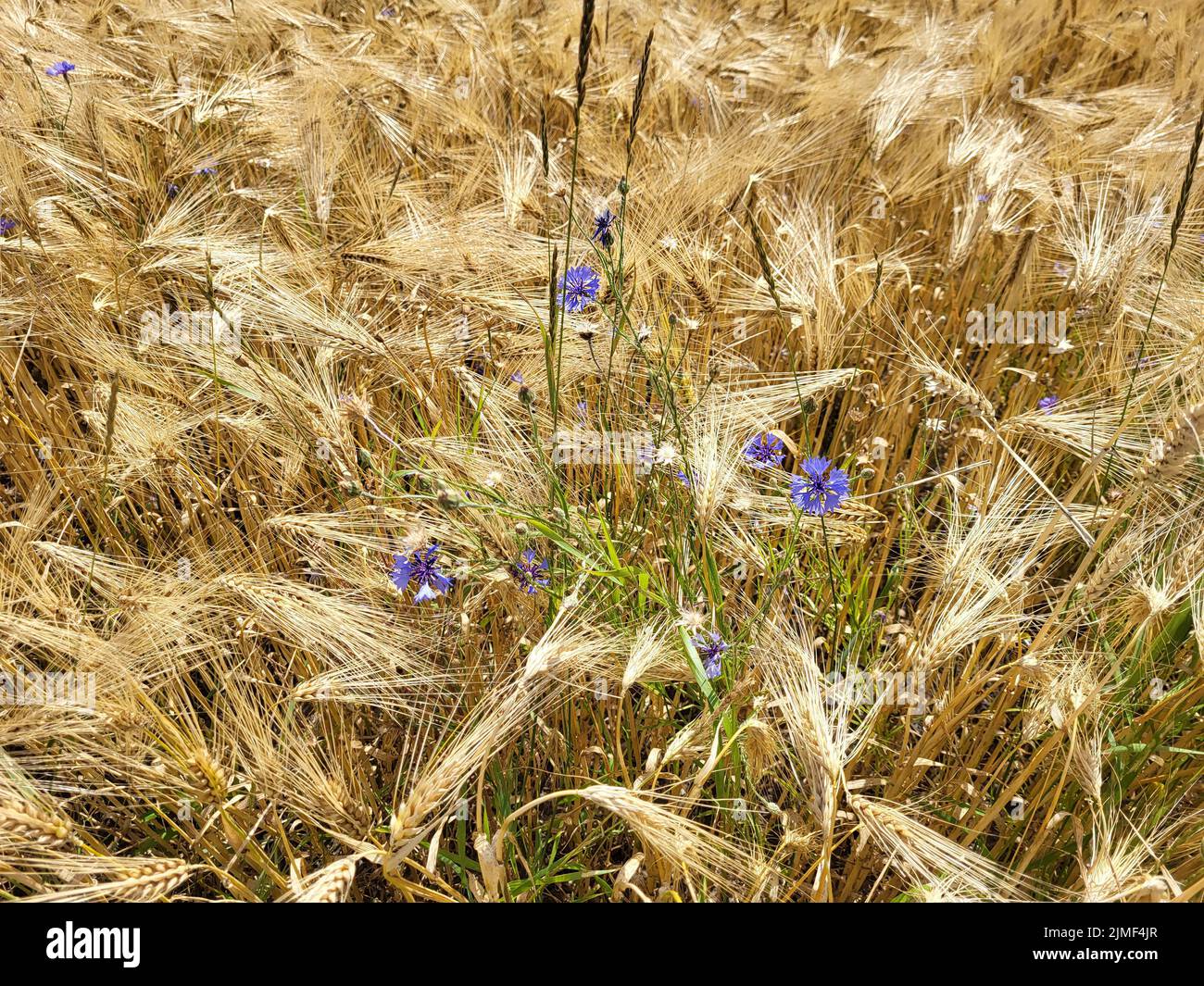 Austria, field with ripe ears of rye ready to be harvested, with some ...