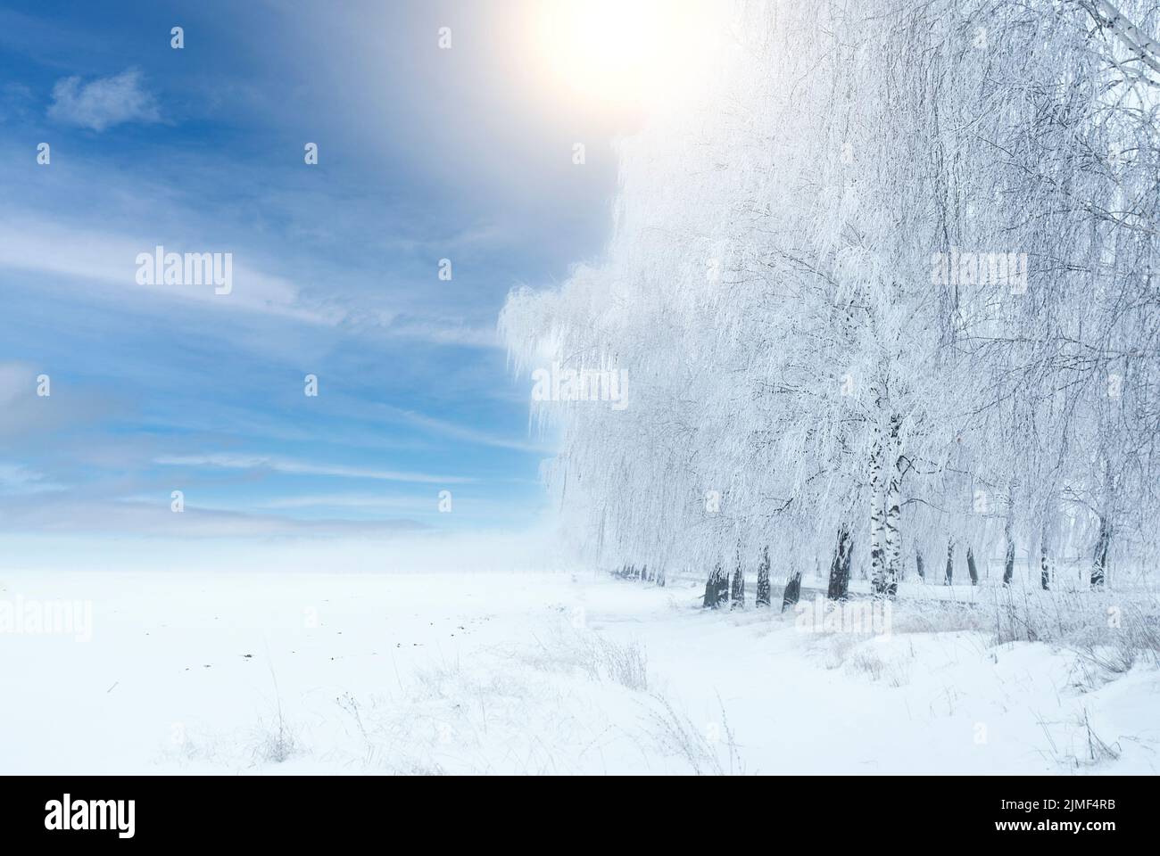 Tree blizzard hi-res stock photography and images - Alamy