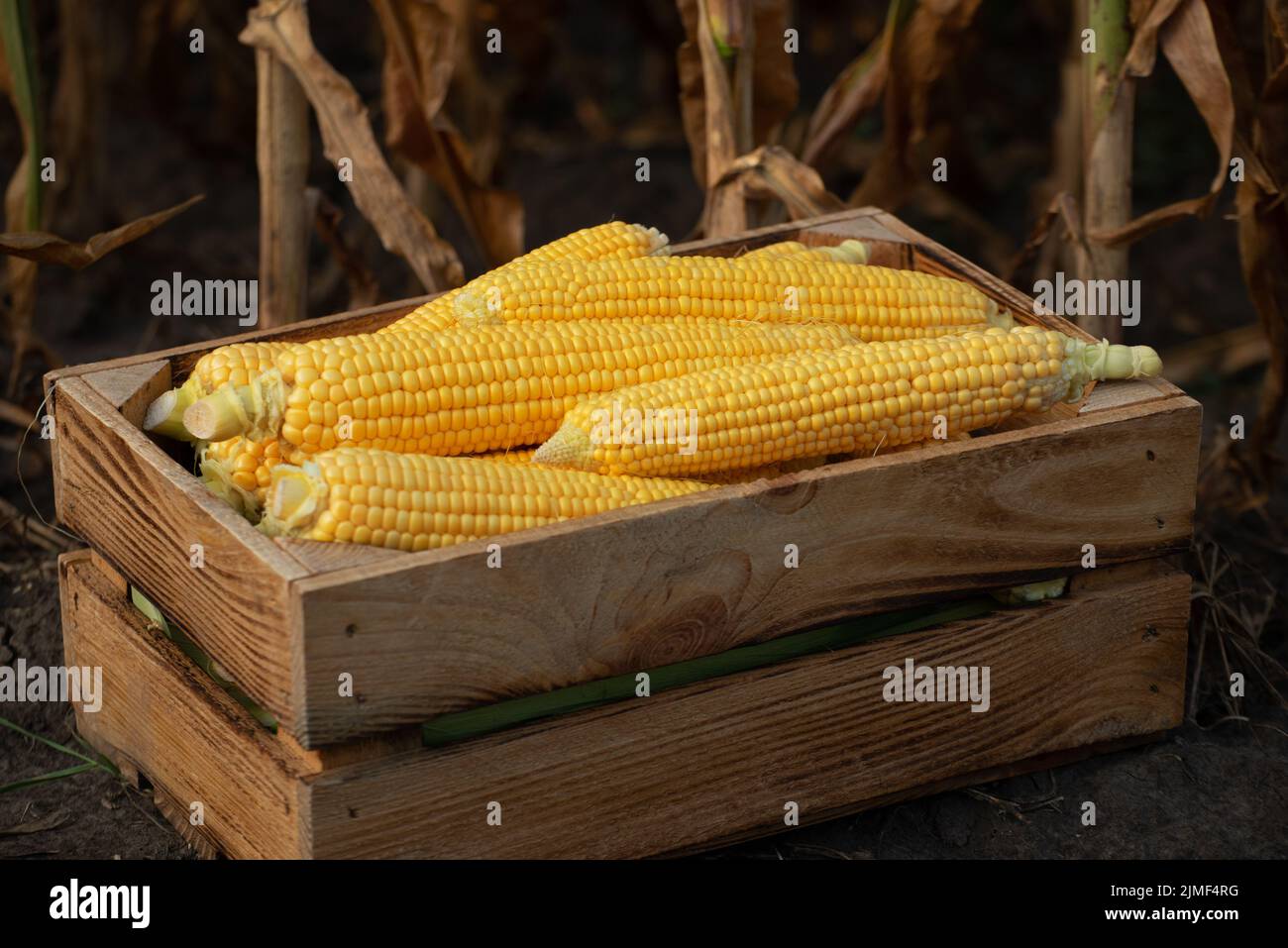 Peeled maize cobs in wooden crate at corn field sunset summer time ...
