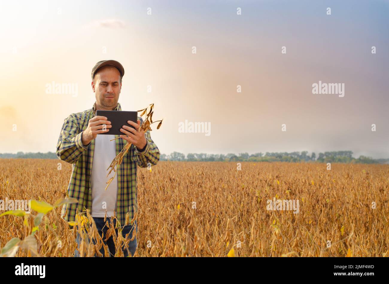 Caucasian middle age farmer uses tablet computer for inspecting soy at ...