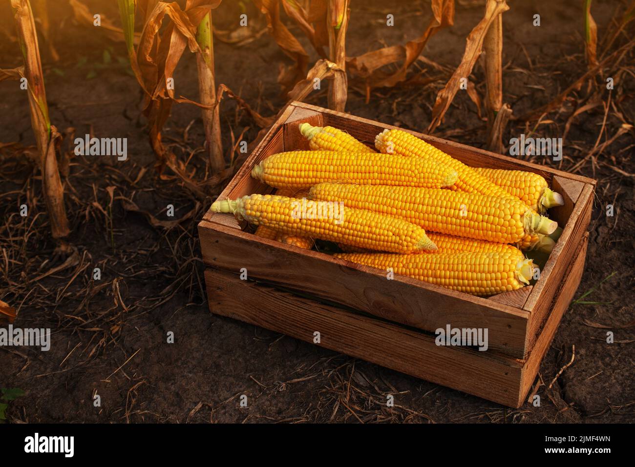 Peeled maize cobs in wooden crate at corn field sunset summer time ...