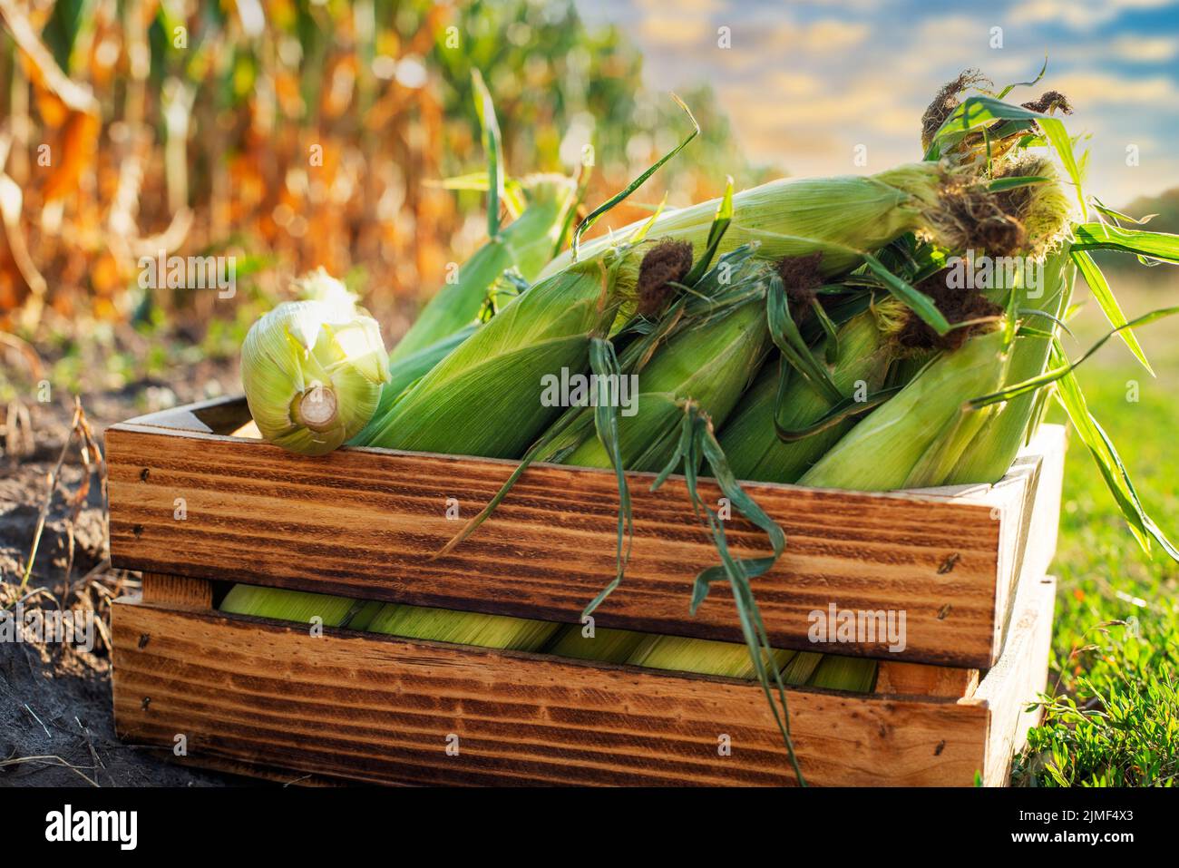 Maize cobs in wooden crate with corn field at background sunset summer ...