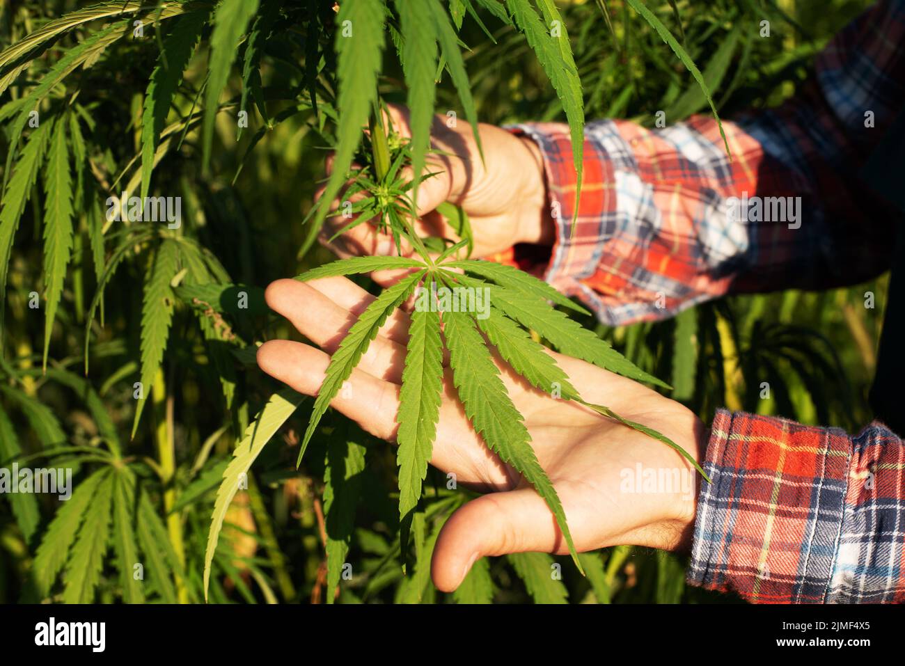 Caucasian male farmer holds industrial hemp stalks in his hand at field ...