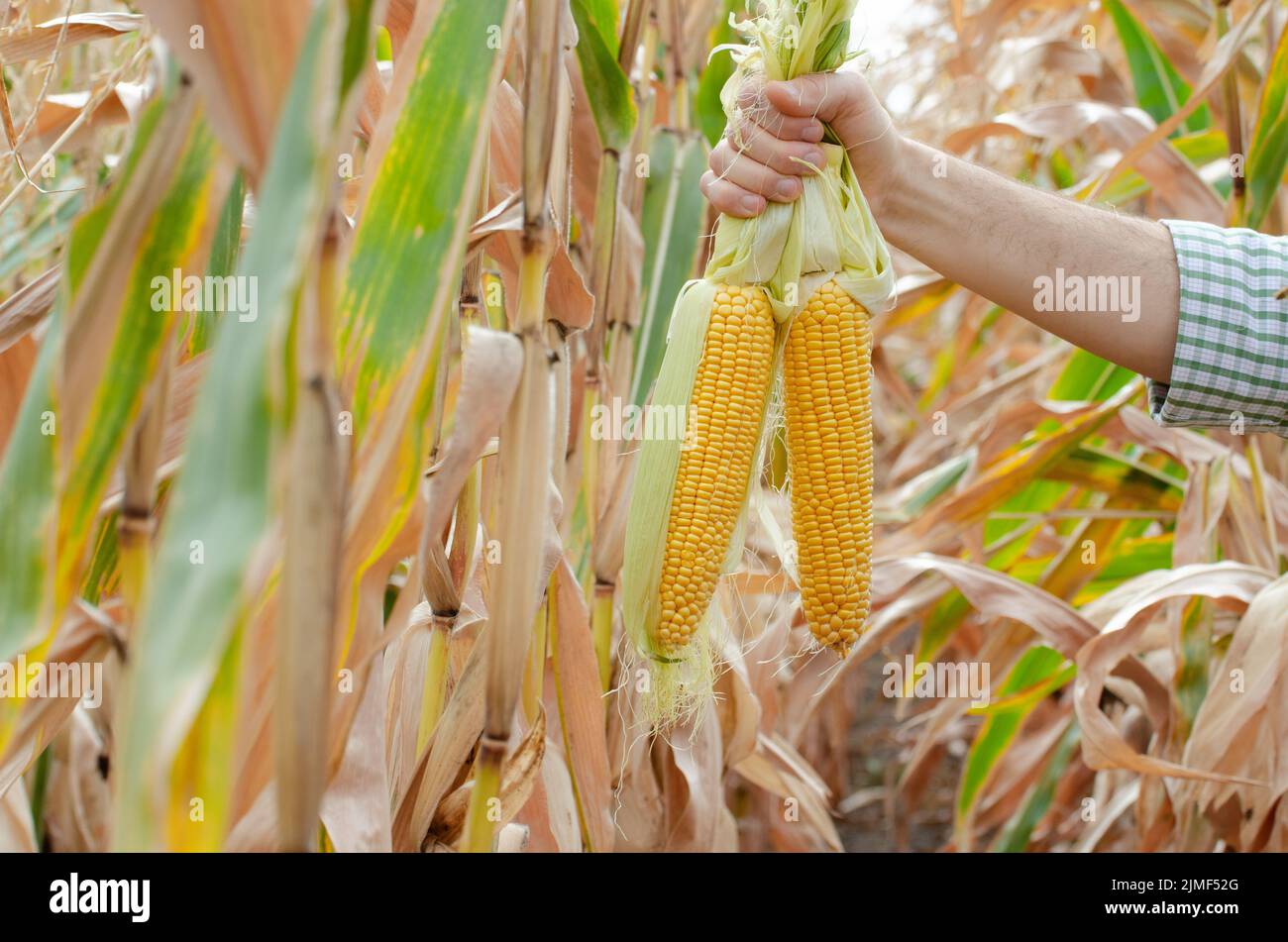 Peeled sweet corn cobs in farmer's hand on corn field background Stock ...